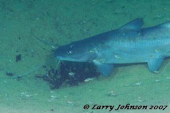 Larry Johnson,2007 Lake Malawi Safaris pg5