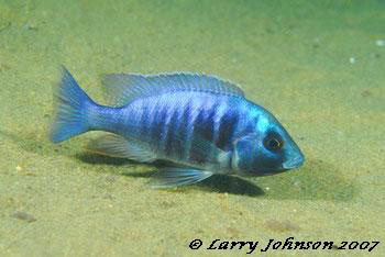 Larry Johnson,2007 Lake Malawi Safaris pg5