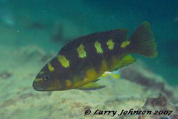 Larry Johnson,2007 Lake Malawi Safaris pg5
